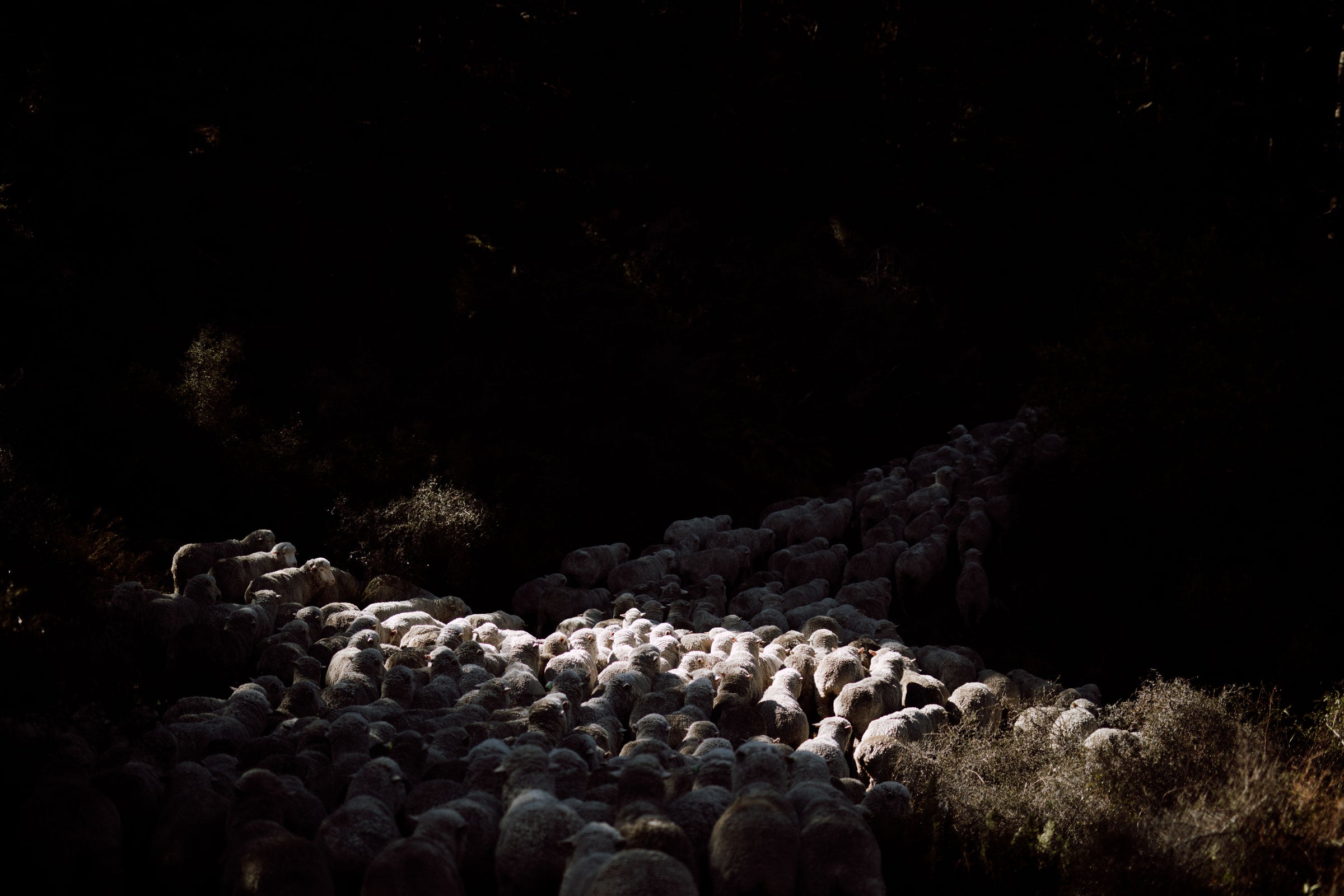 Our Merino - Mount Nicholas Merino